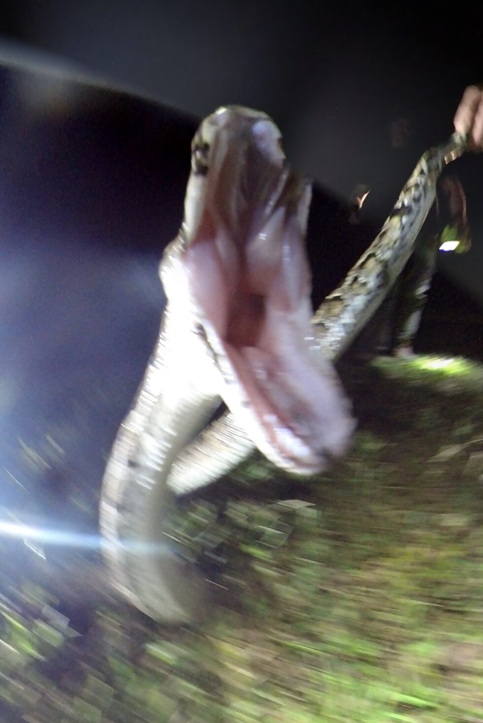 Embark on an Exciting Python Hunting Adventure